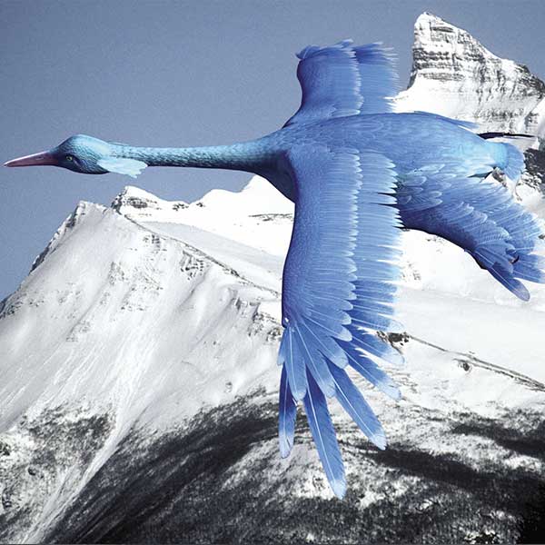 Concept | The FUTURE is WILD